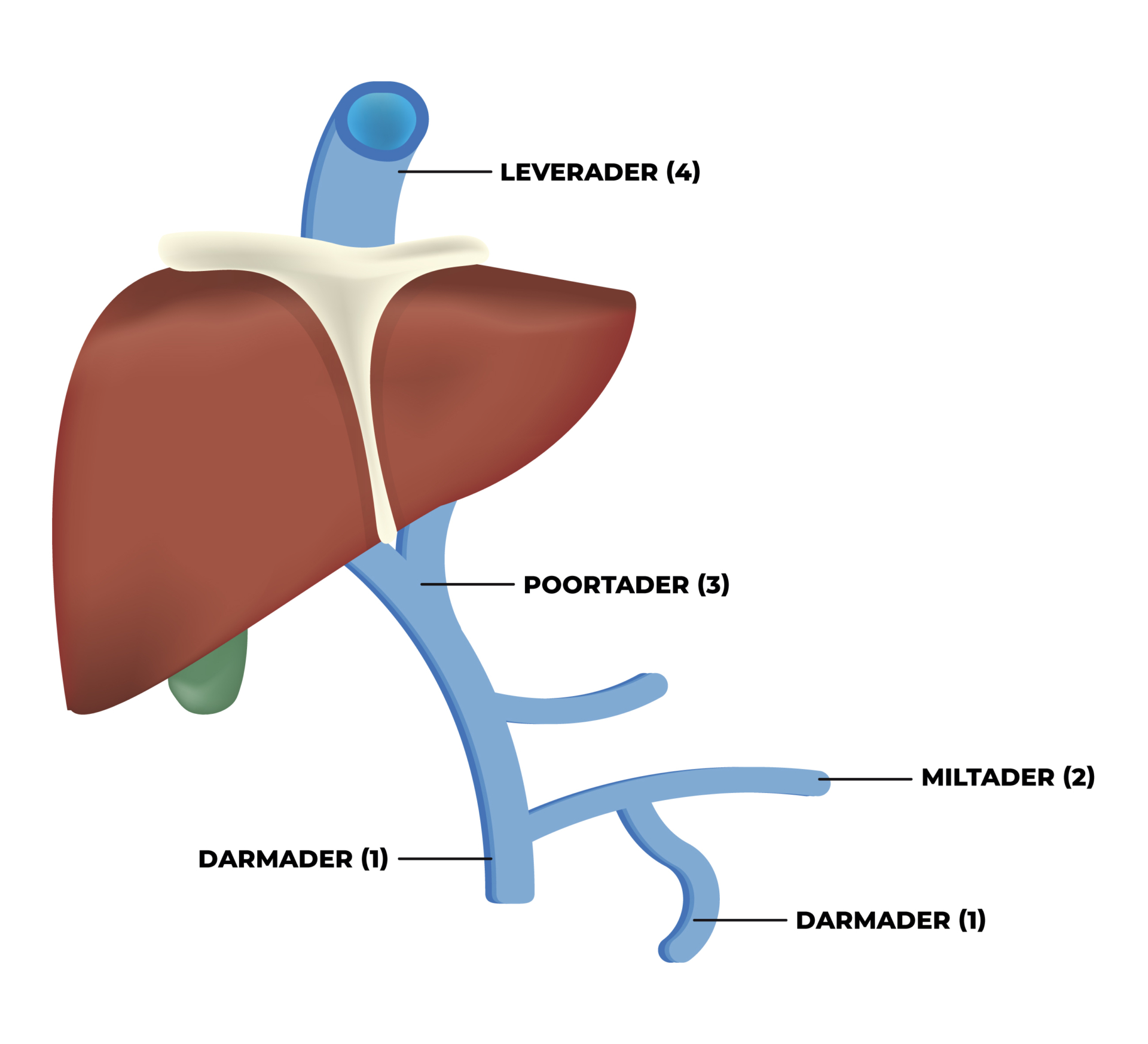 Vragen aan een expert over een buikvene trombose